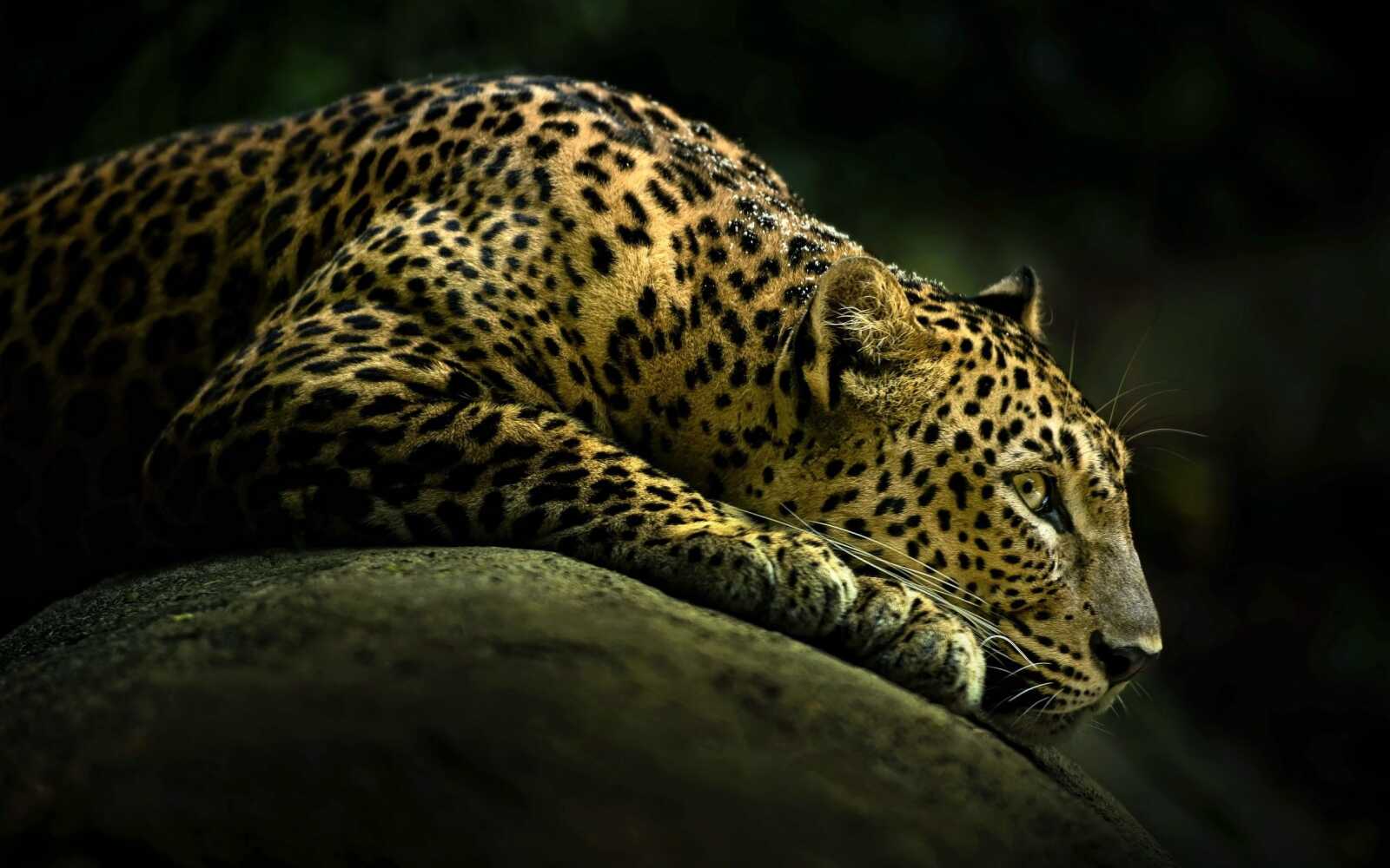 Leopard Wallpapers (44 images) - WallpaperCat