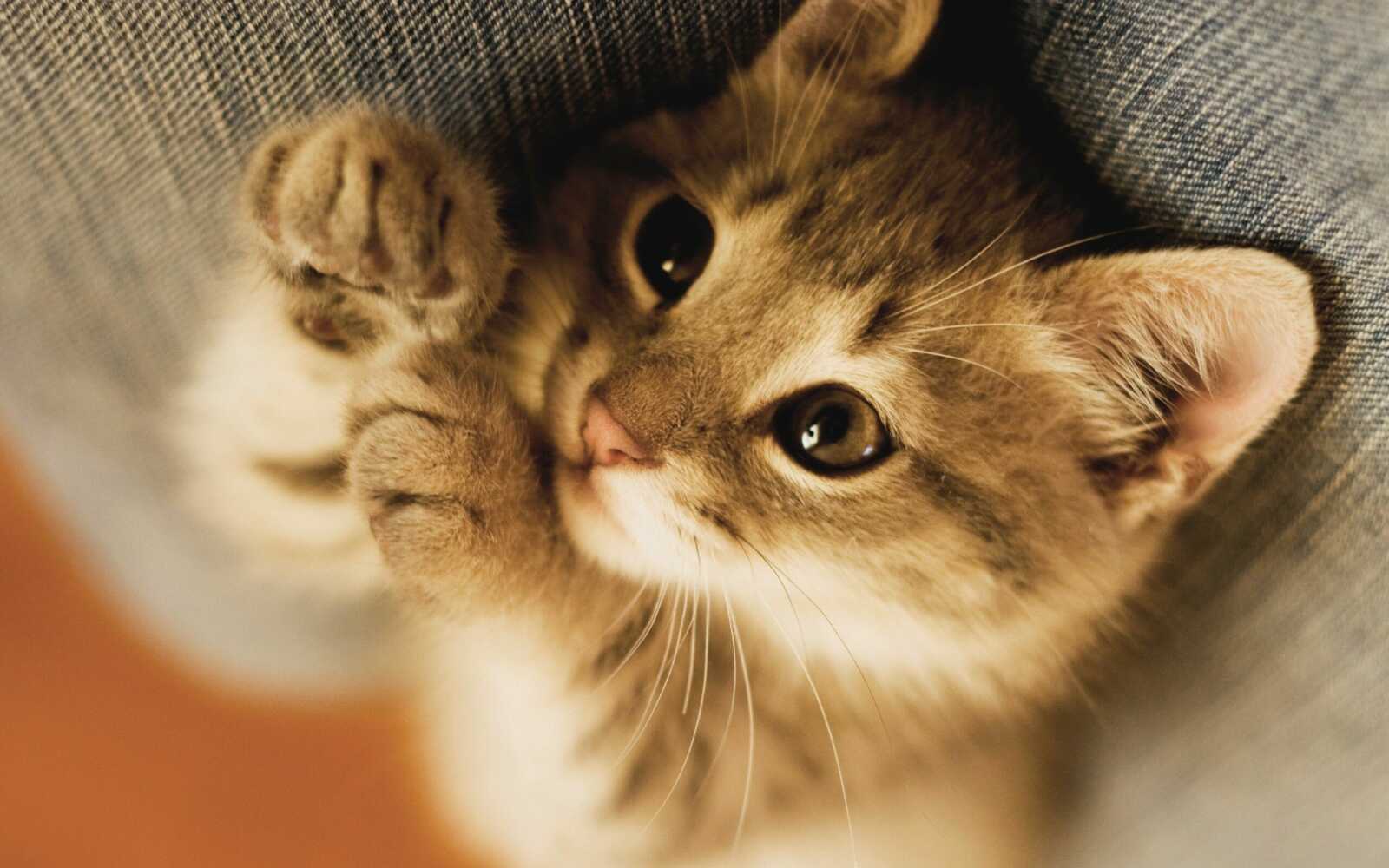 Kitten Wallpapers (115 images) - WallpaperCat