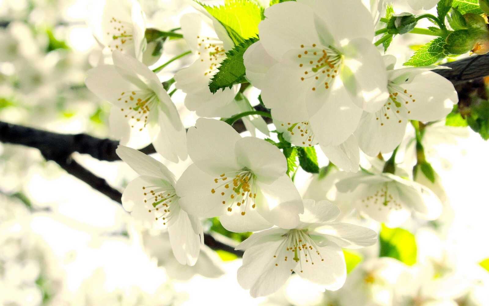 Apple Tree Wallpapers (70 images) - WallpaperCat