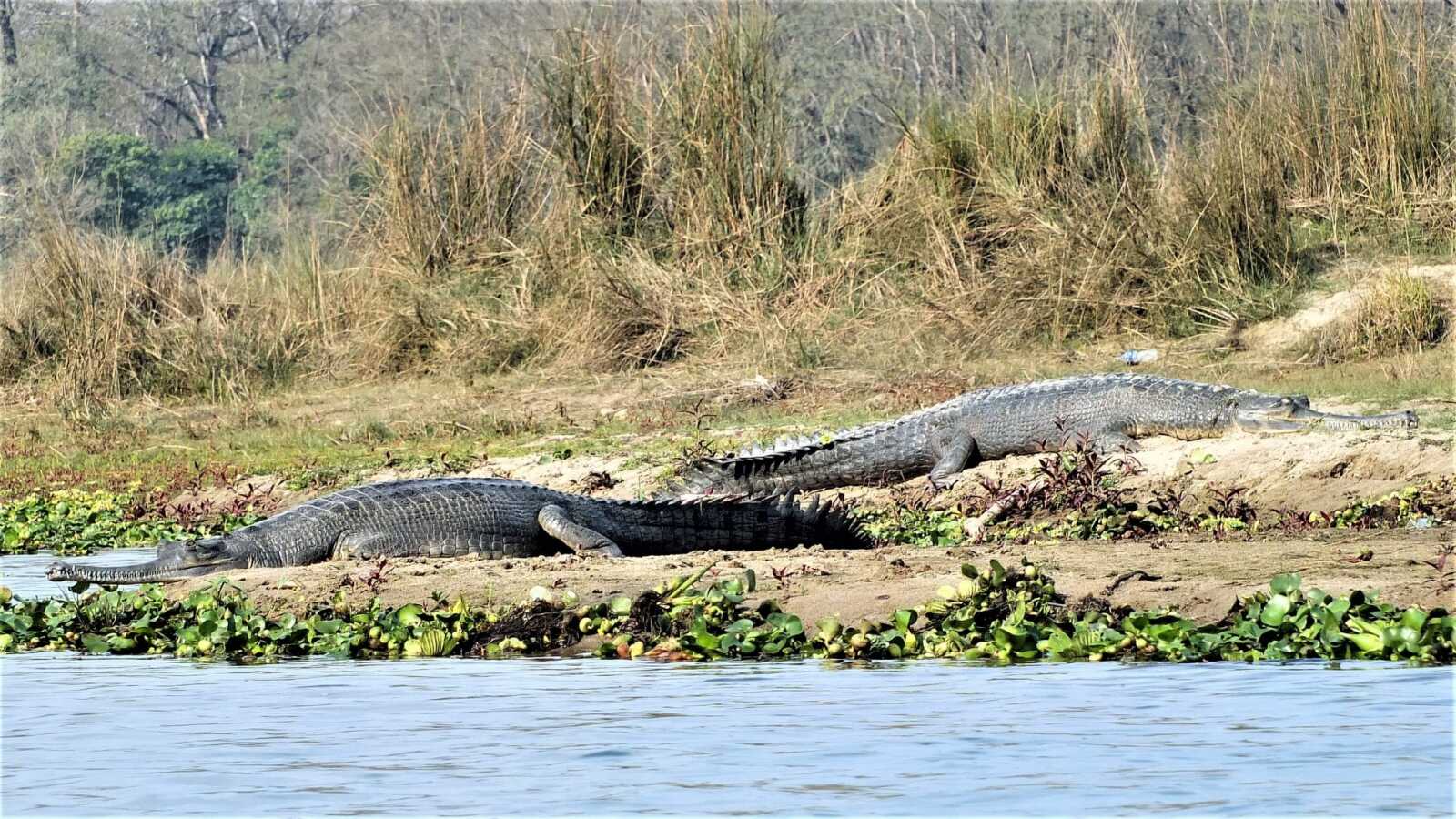 Chitwan National Park Wallpapers (23 images) - WallpaperCat