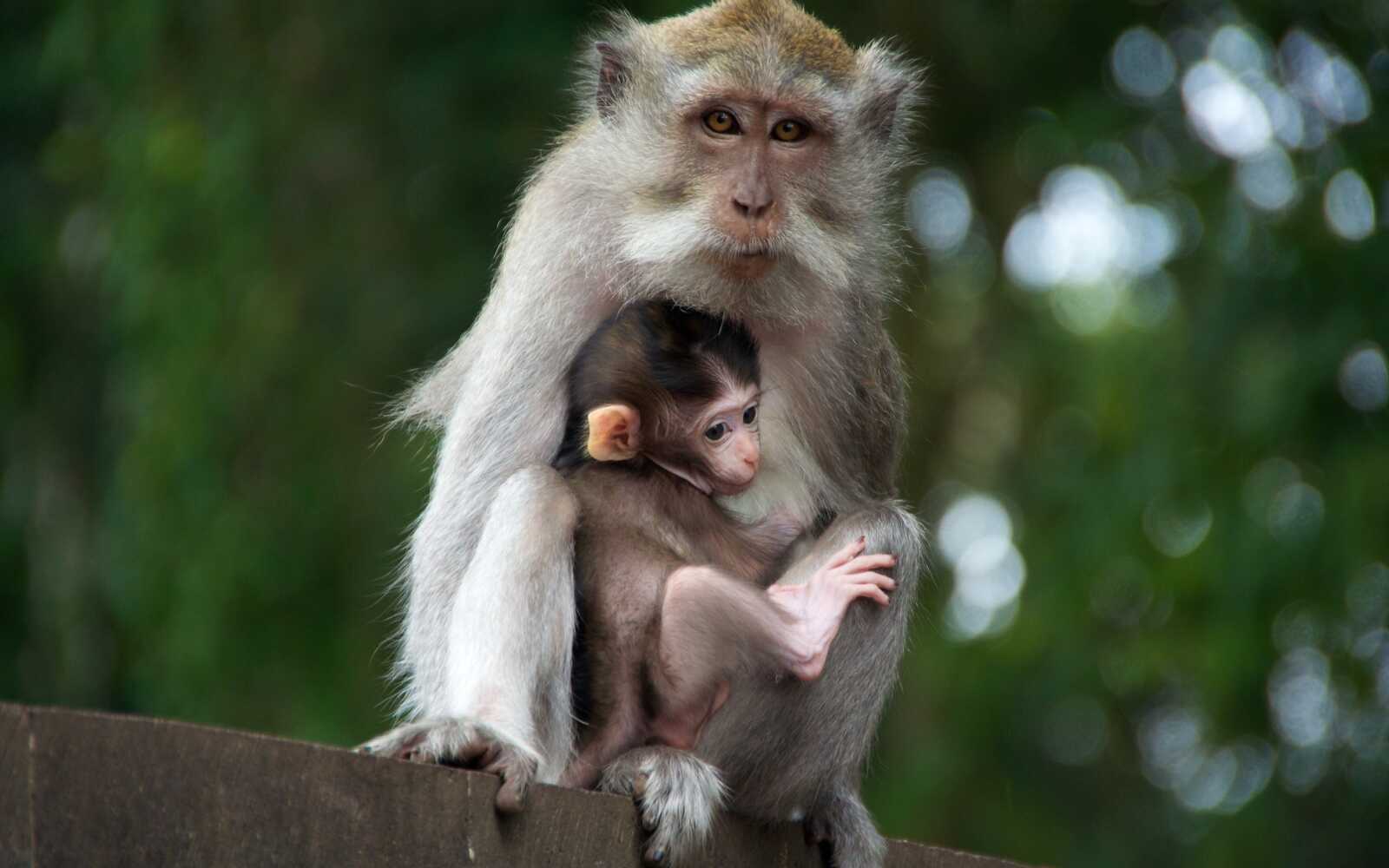 Monkey Wallpapers (60 images) - WallpaperCat