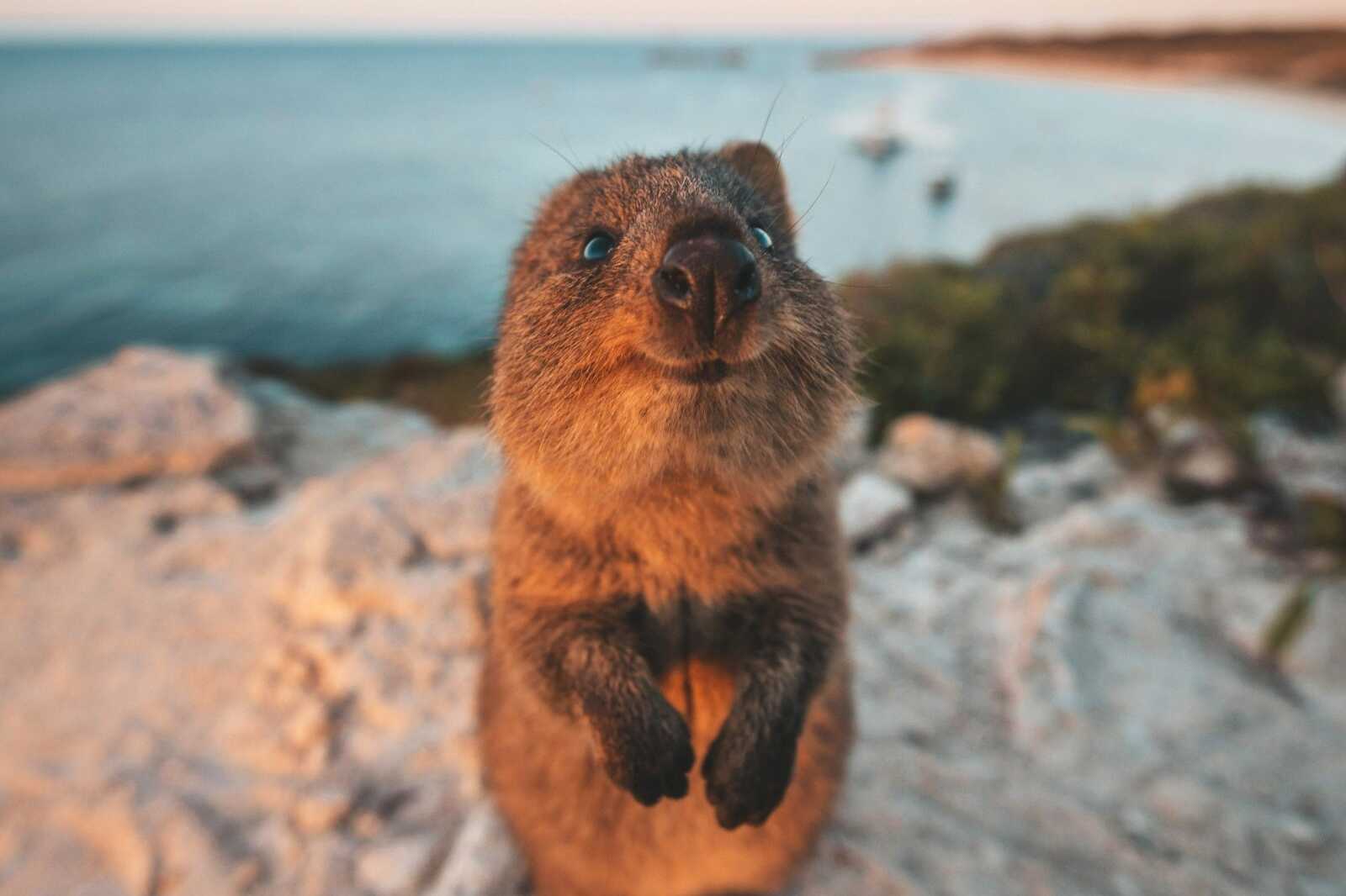 Quokka Wallpapers (29 images) - WallpaperCat