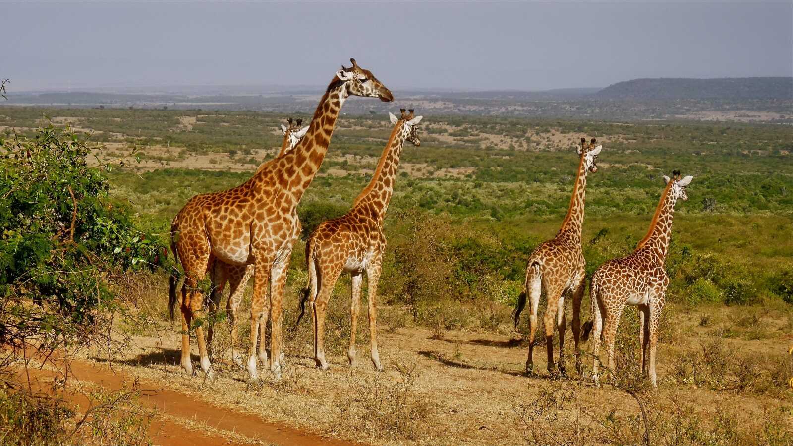 Kenya Wallpapers (40 images) - WallpaperCat