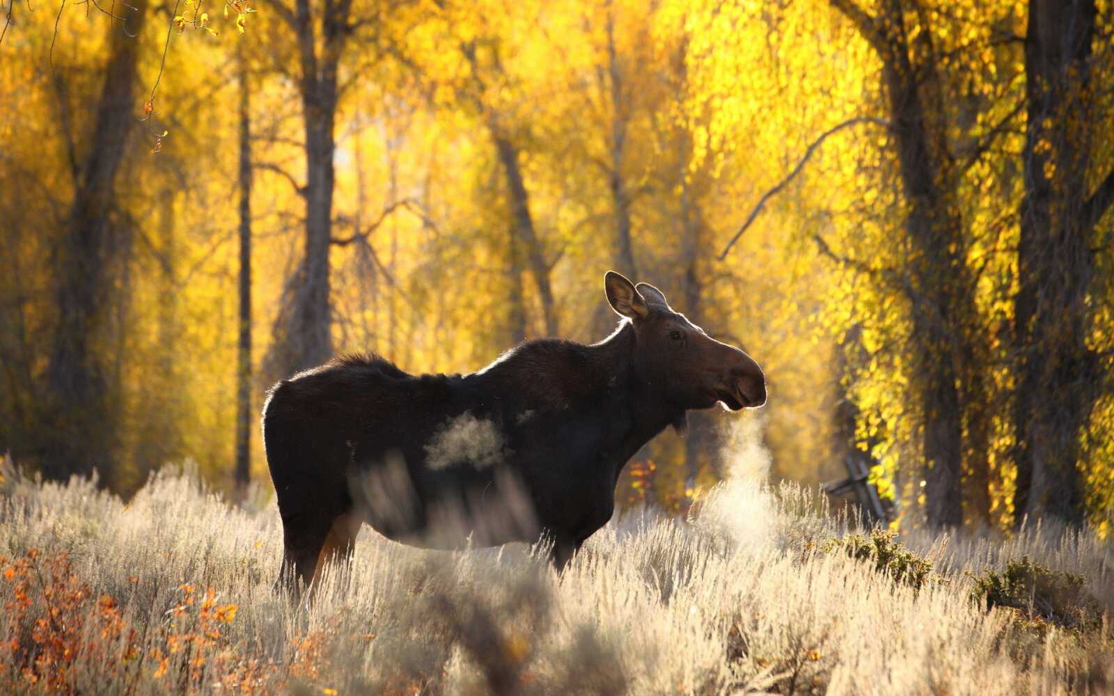 Moose Wallpapers (61 images) - WallpaperCat