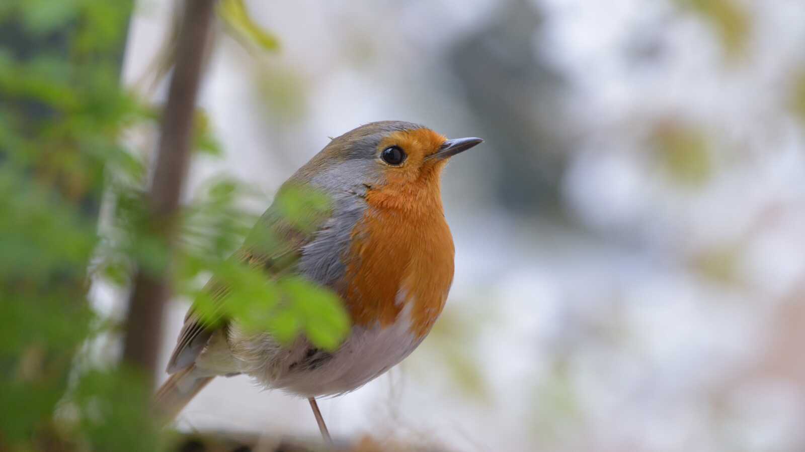 Robin (Bird) Wallpapers (44 images) - WallpaperCat