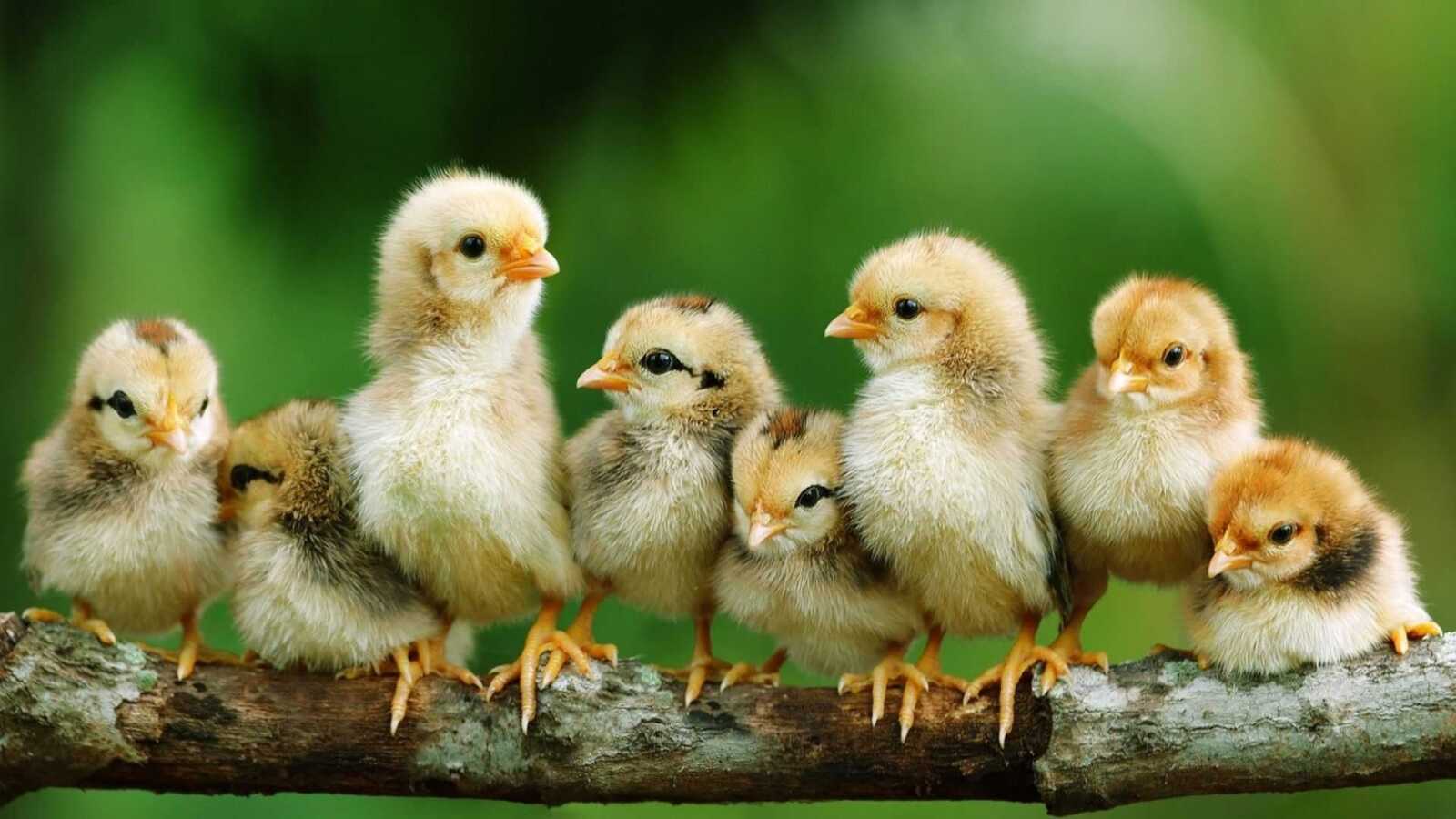 Chicken Wallpapers (39 images) - WallpaperCat