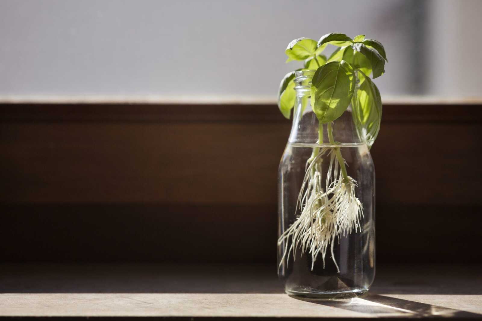 Basil Plant Wallpapers (38 images) - WallpaperCat