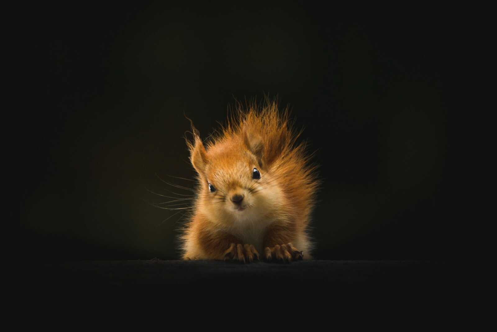 Squirrel Wallpapers (98 images) - WallpaperCat
