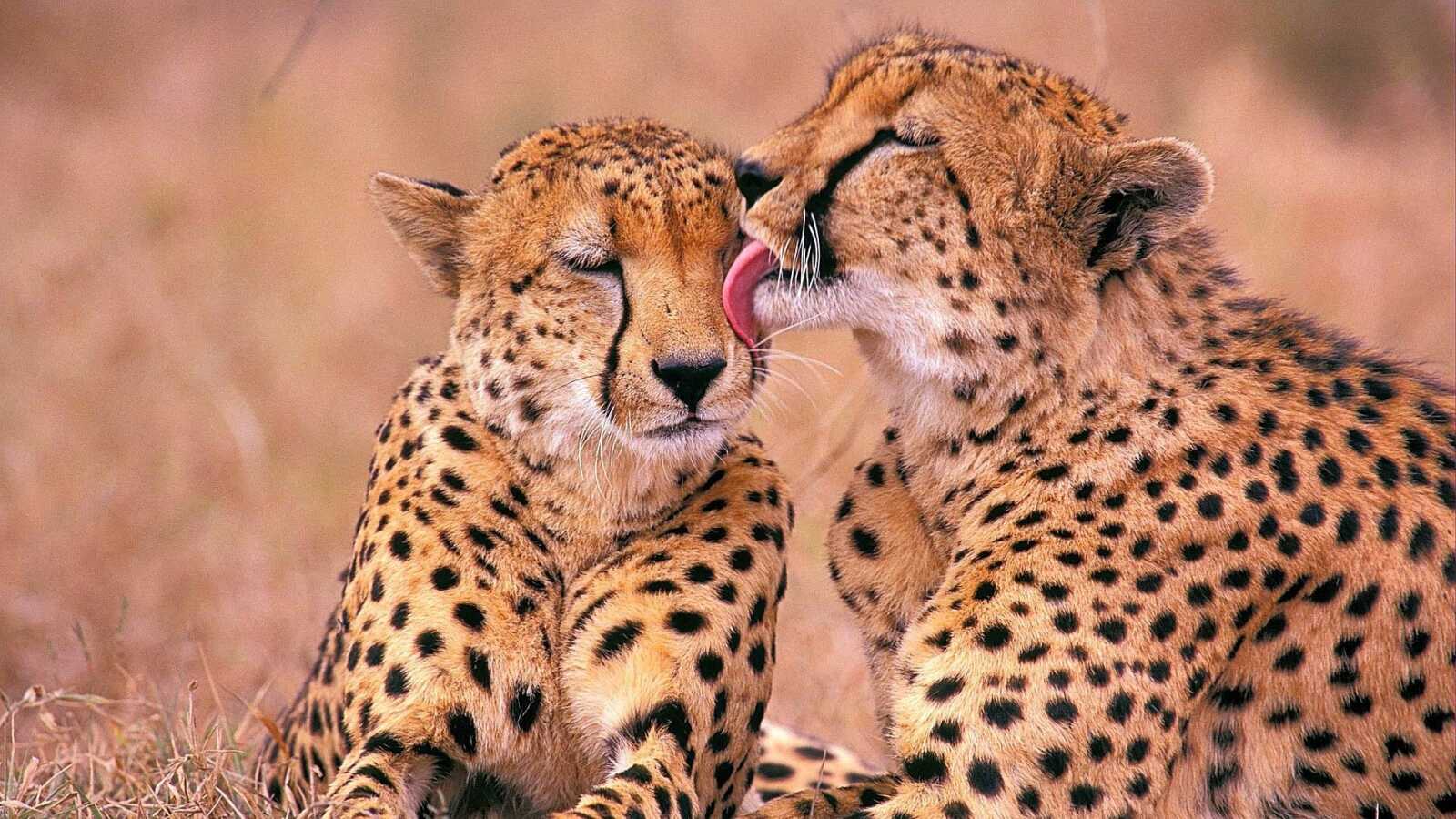 Cheetah Wallpapers (61 images) - WallpaperCat