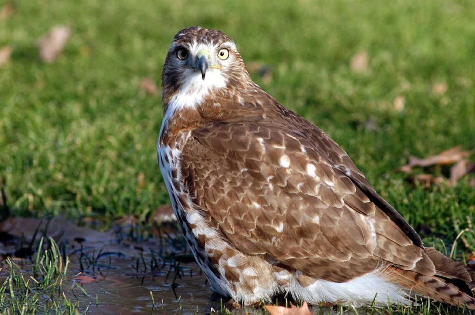 Hawk Wallpapers (46 images) - WallpaperCat
