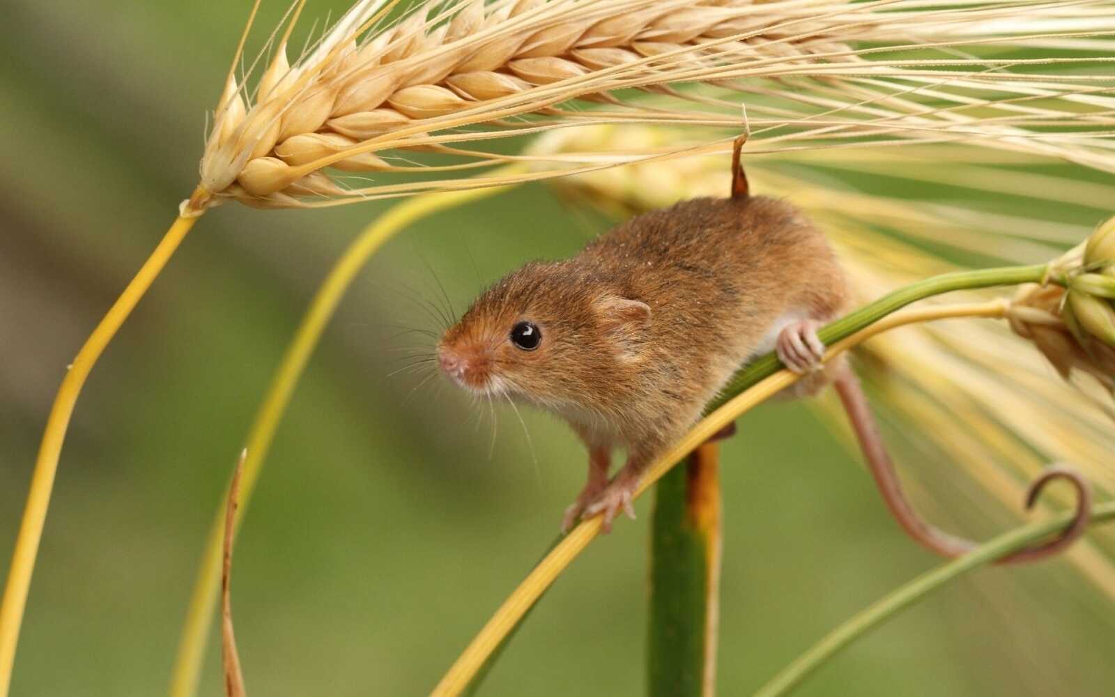 Mouse Wallpapers (26 images) - WallpaperCat