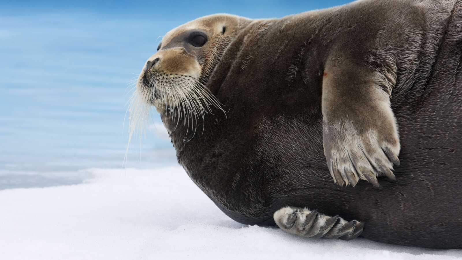 Arctic Wallpapers (63 images) - WallpaperCat