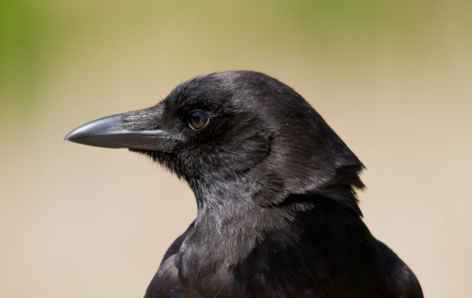 Crow Wallpapers (39 images) - WallpaperCat