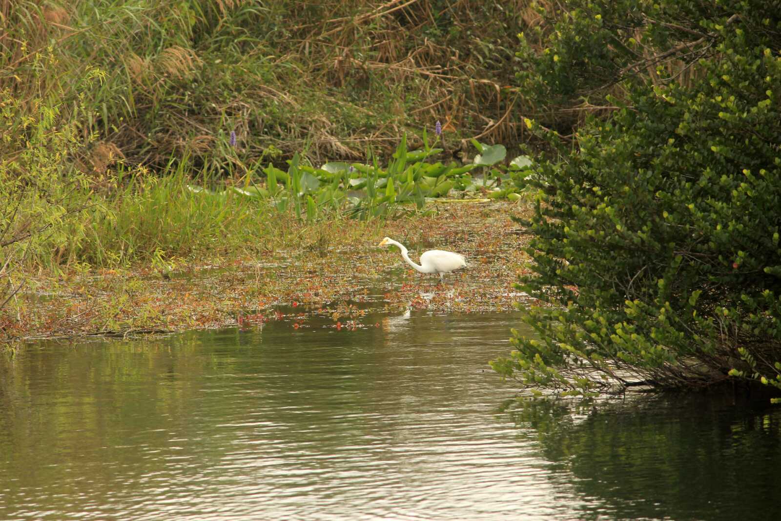 Everglades National Park Wallpapers (51 images) - WallpaperCat