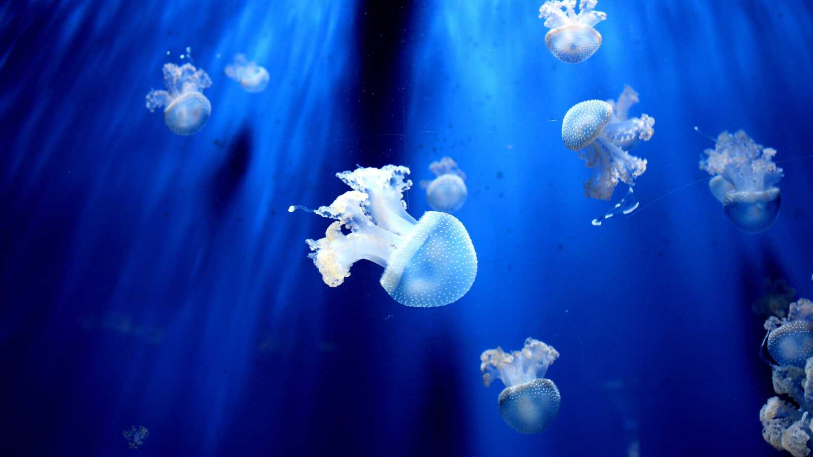 Sea Animals Wallpapers (47 images) - WallpaperCat