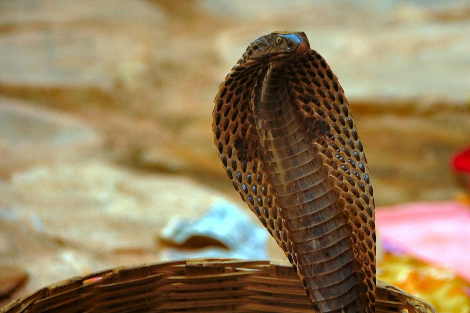 King Cobra Wallpapers (30 images) - WallpaperCat