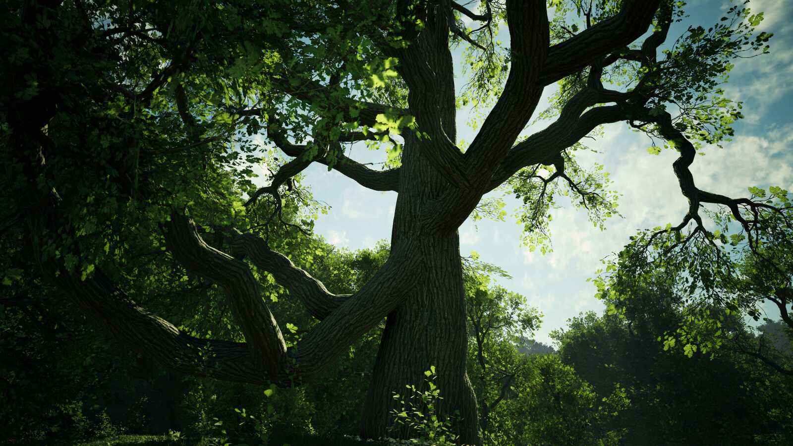 Oak Tree Wallpapers (58 images) - WallpaperCat