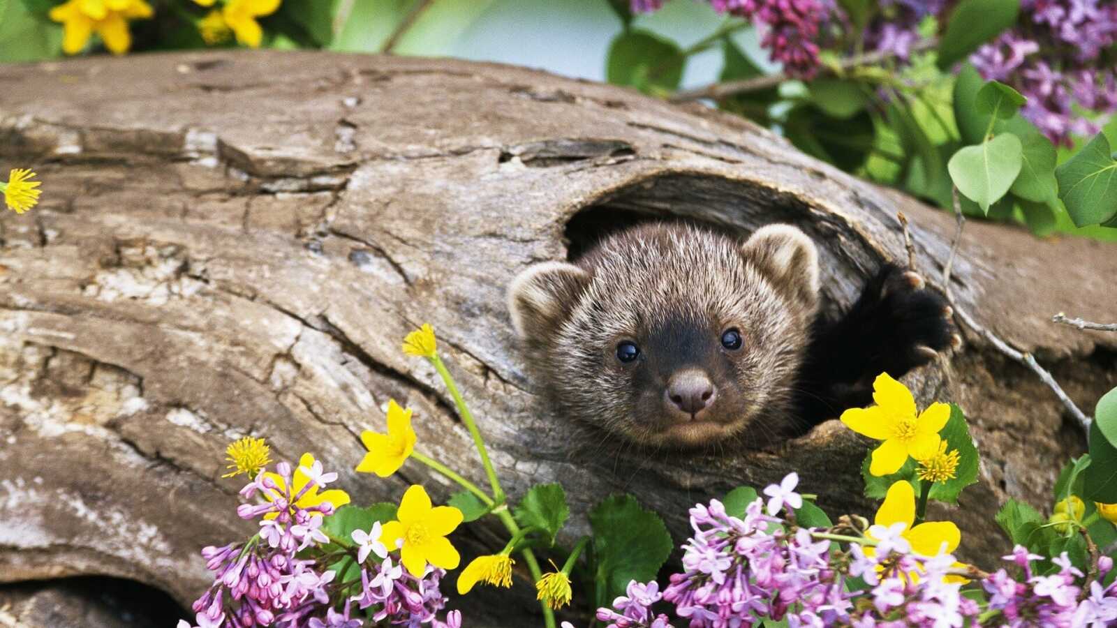 Ferret Wallpapers (34 images) - WallpaperCat