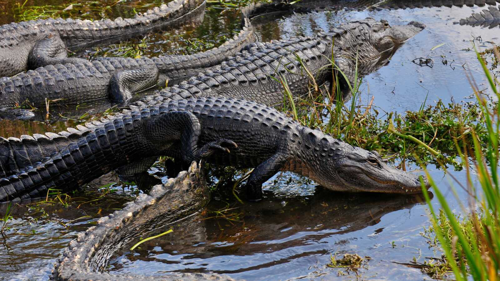 Everglades National Park Wallpapers (51 images) - WallpaperCat
