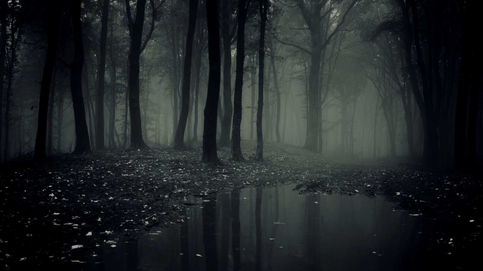 Haunted Forest Wallpapers 32 Images Wallpapercat