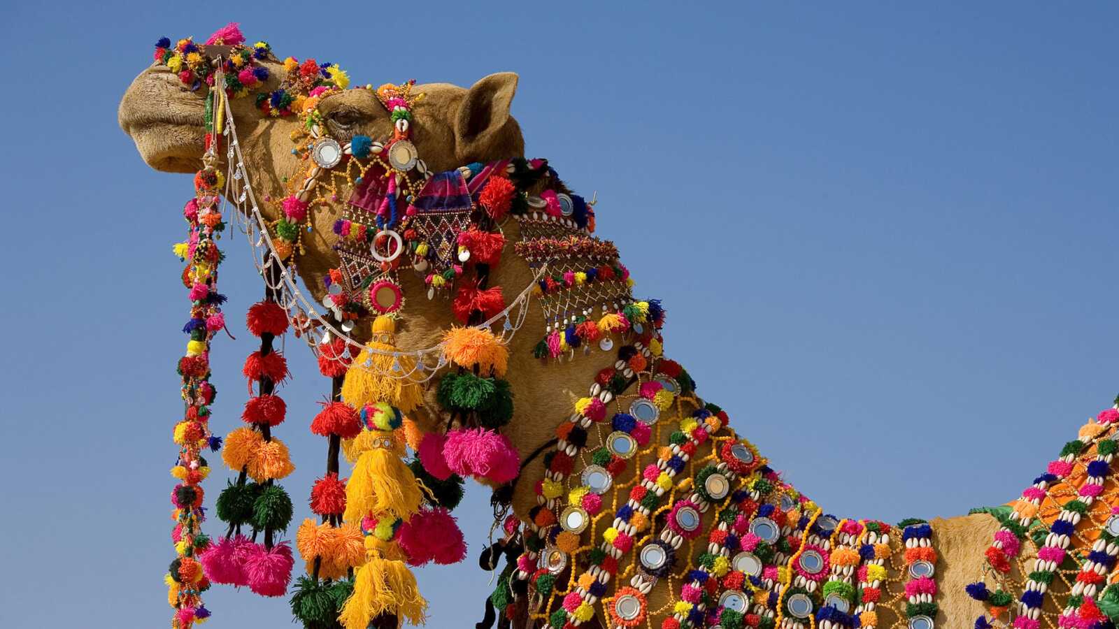 Camel Wallpapers (47 images) - WallpaperCat