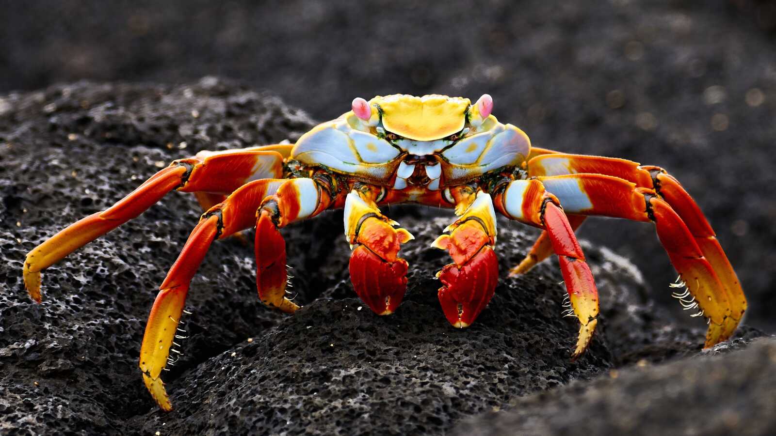 Crab Wallpapers (49 images) - WallpaperCat