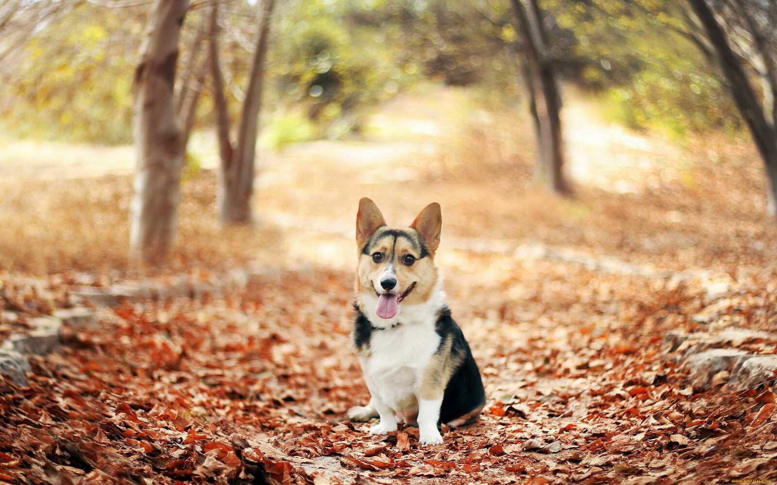 Corgi Wallpapers (61 images) - WallpaperCat