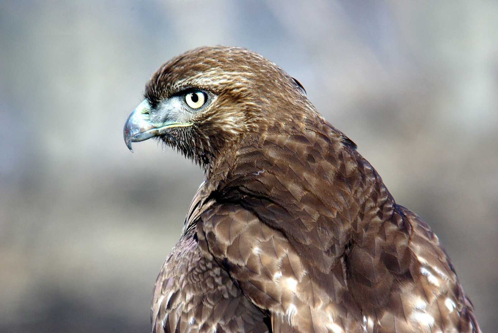 Hawk Wallpapers (46 images) - WallpaperCat