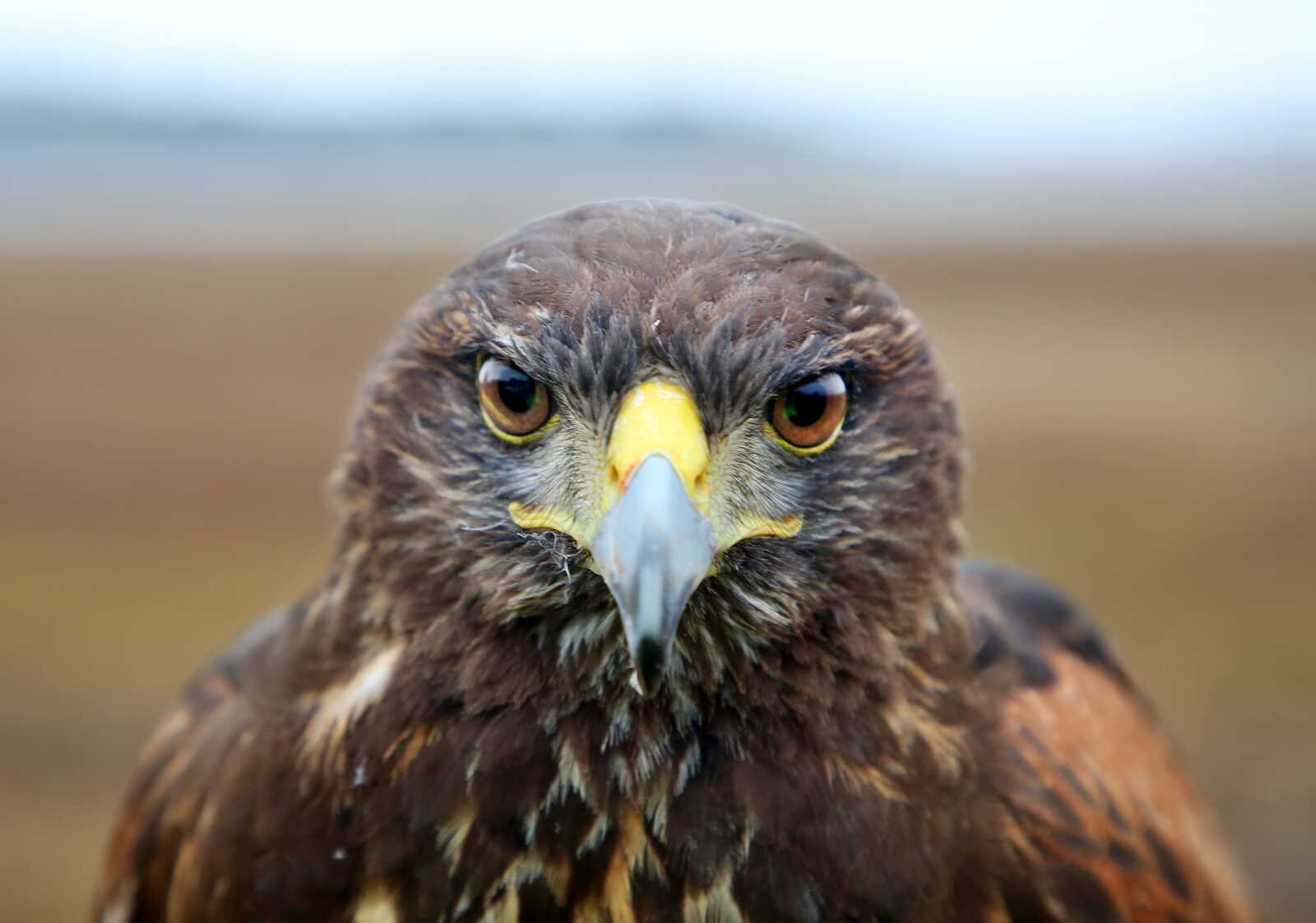 Hawk Wallpapers (46 images) - WallpaperCat