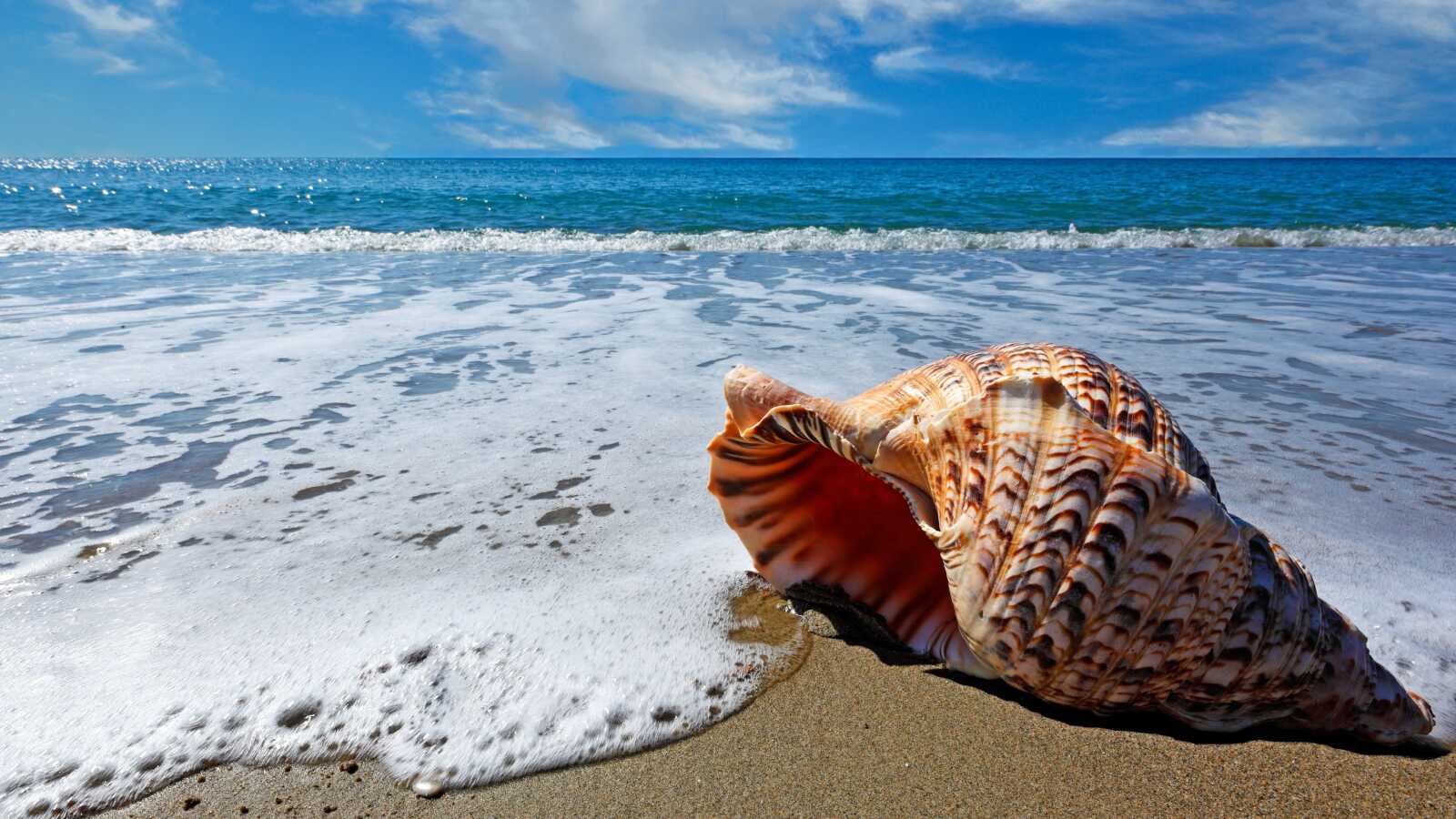 Sea Shell Wallpapers (39 images) - WallpaperCat