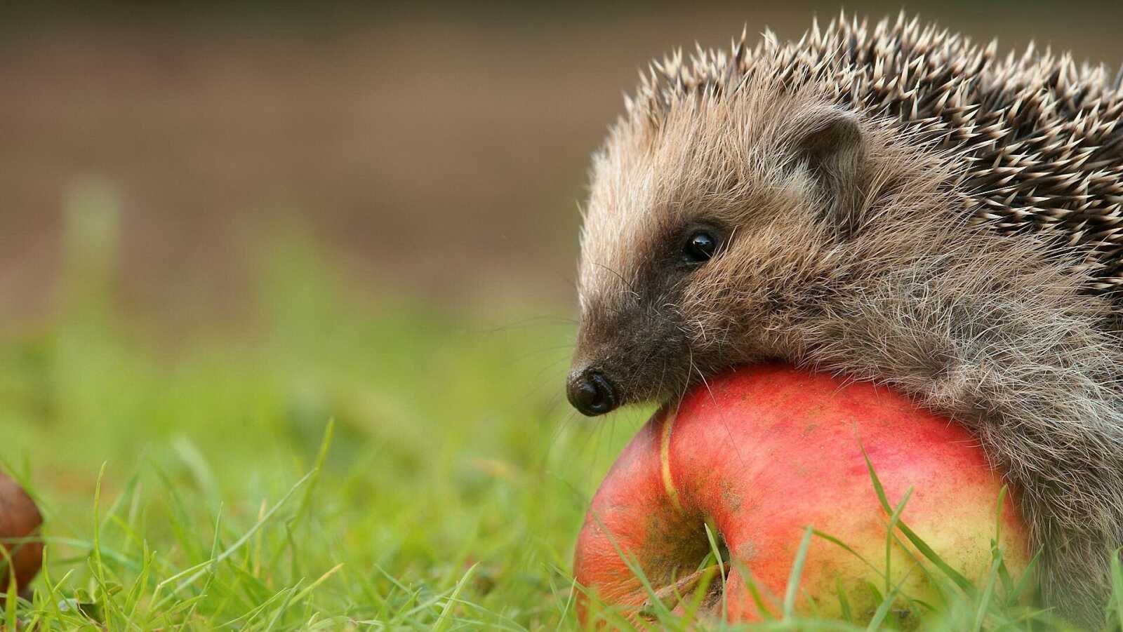 Hedgehog Wallpapers (30 images) - WallpaperCat