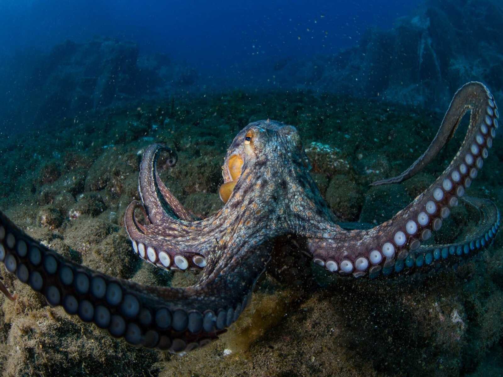 Octopus Wallpapers (24 images) - WallpaperCat