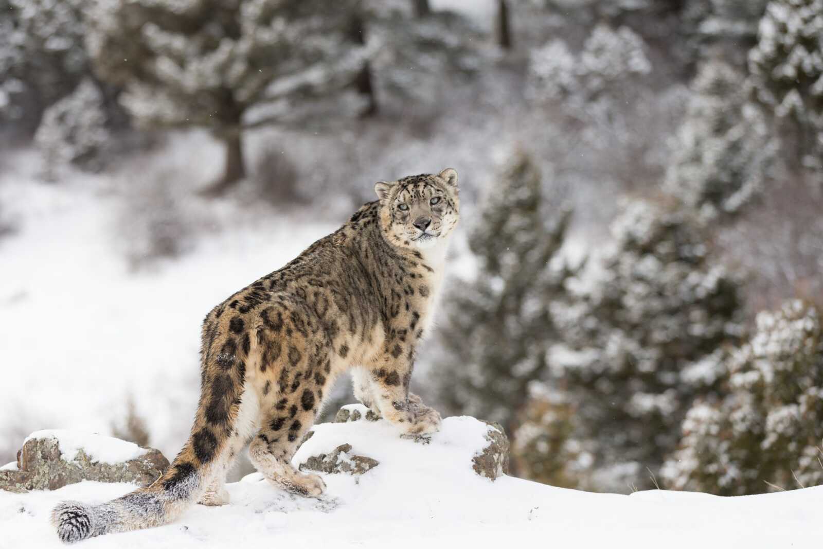 Snow Leopard Wallpapers (76 images) - WallpaperCat