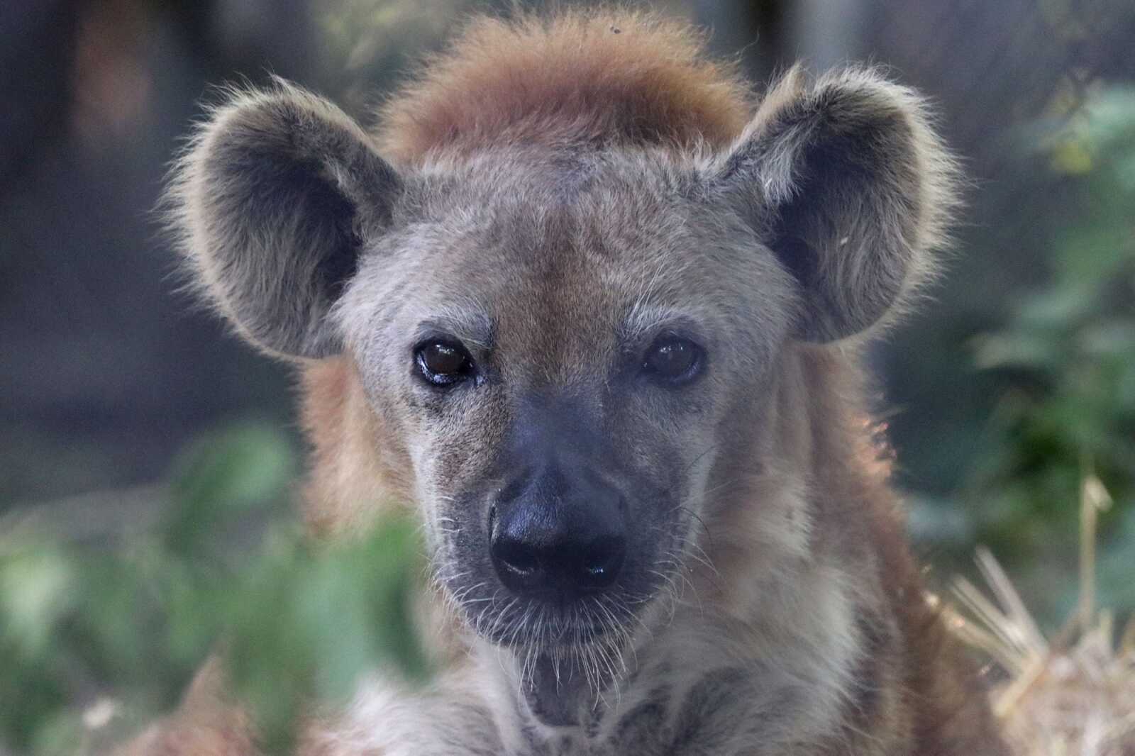 Hyena Wallpapers (37 images) - WallpaperCat