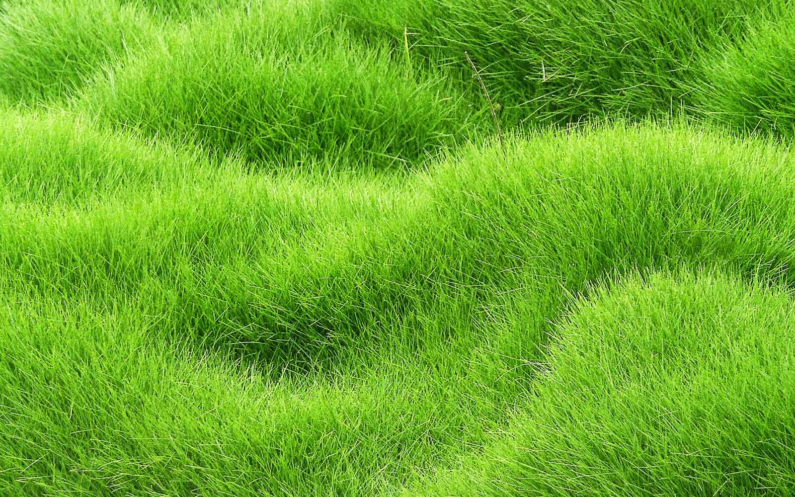 Grass Wallpapers (51 images) - WallpaperCat