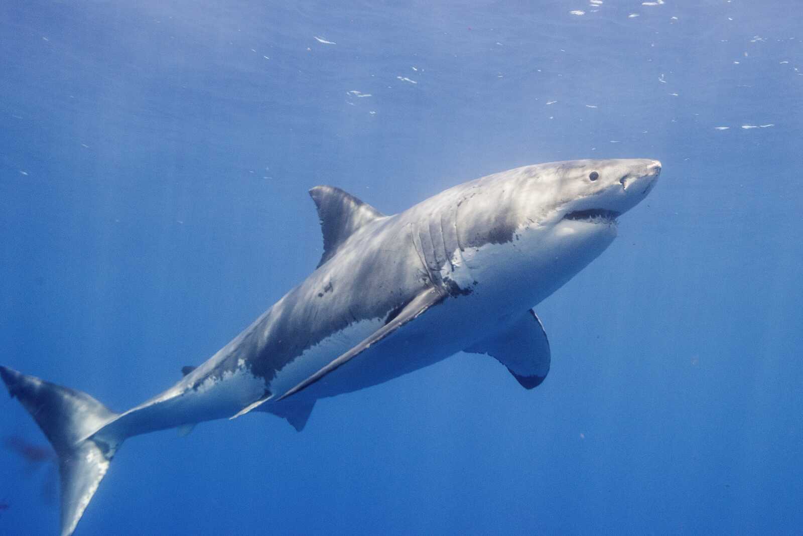 Great White Shark Wallpapers (48 images) - WallpaperCat