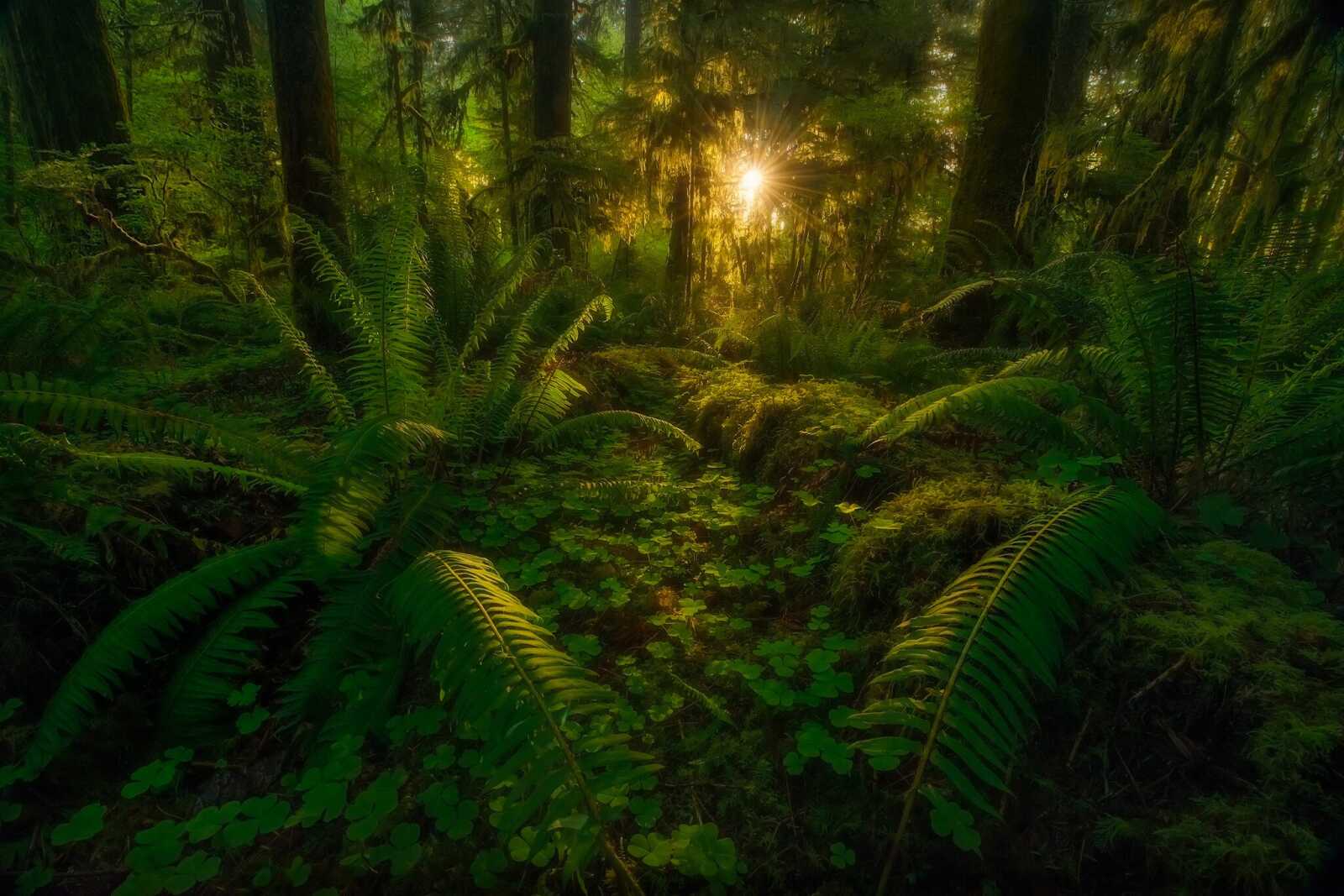 Jungle Wallpapers (70 images) - WallpaperCat