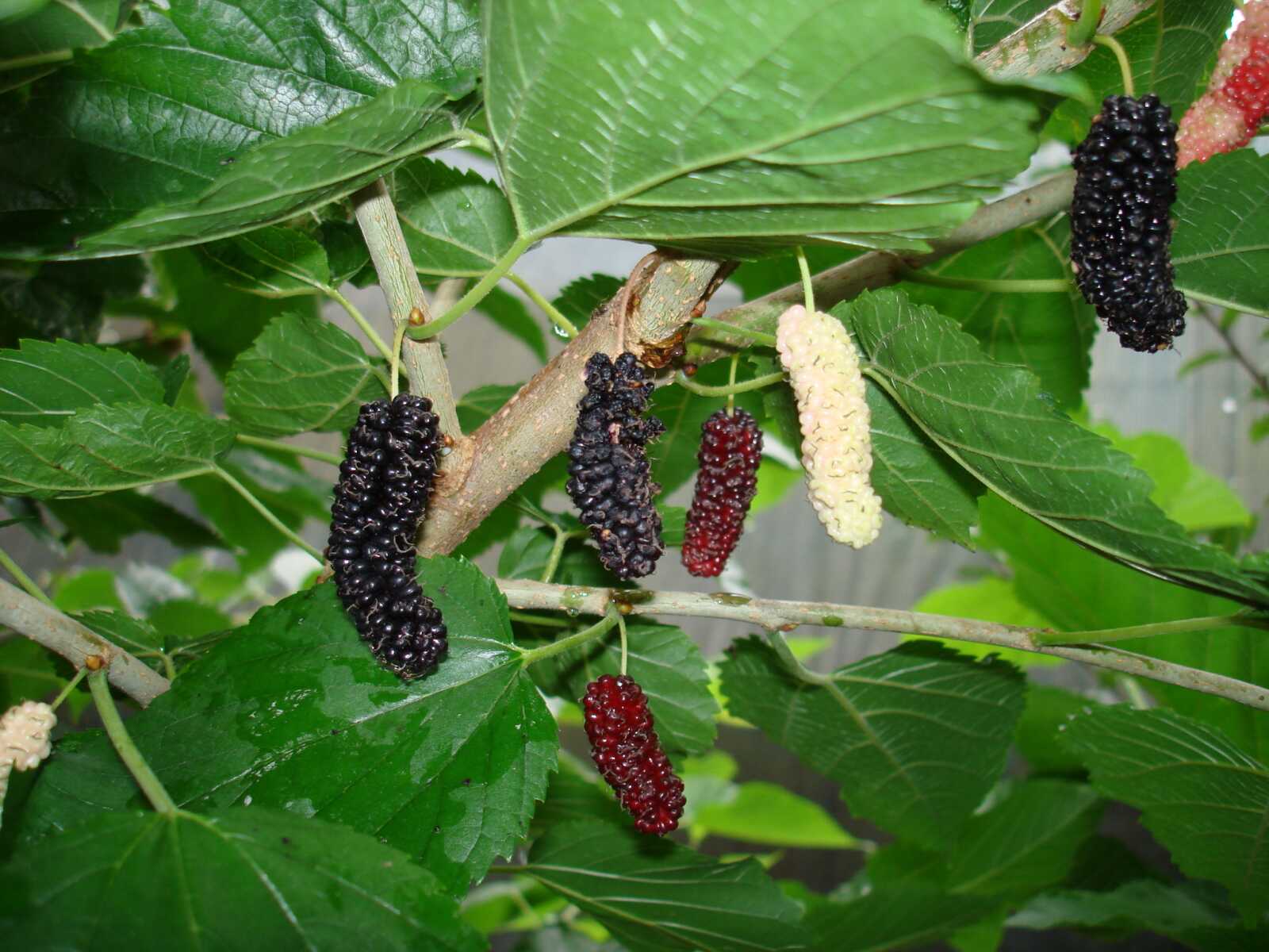 Mulberry Wallpapers (17 images) - WallpaperCat