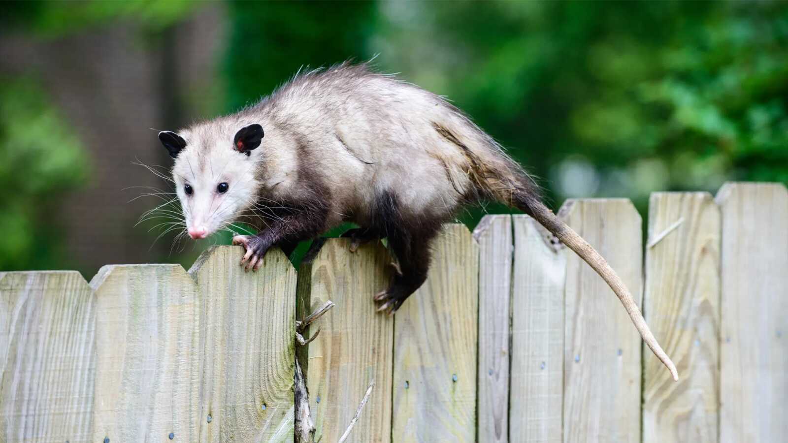 Opossum Wallpapers (38 images) - WallpaperCat