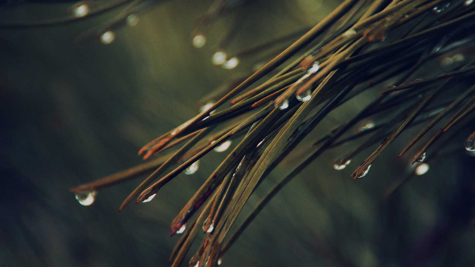 Pine Tree Wallpapers (80 images) - WallpaperCat