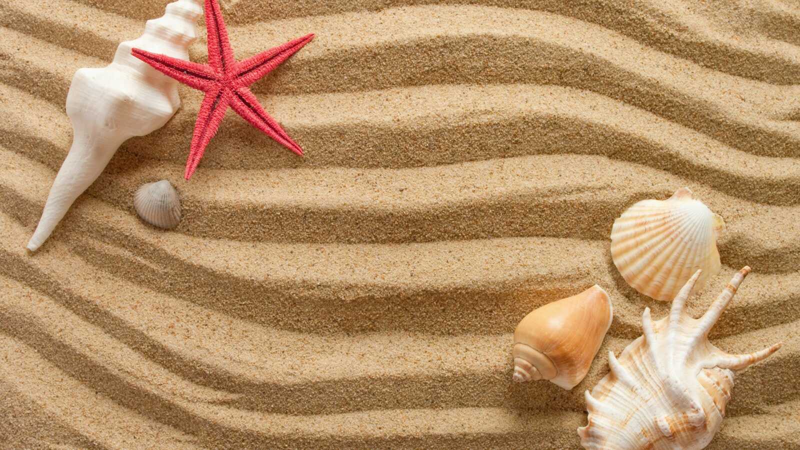 Starfish Wallpapers (62 images) - WallpaperCat