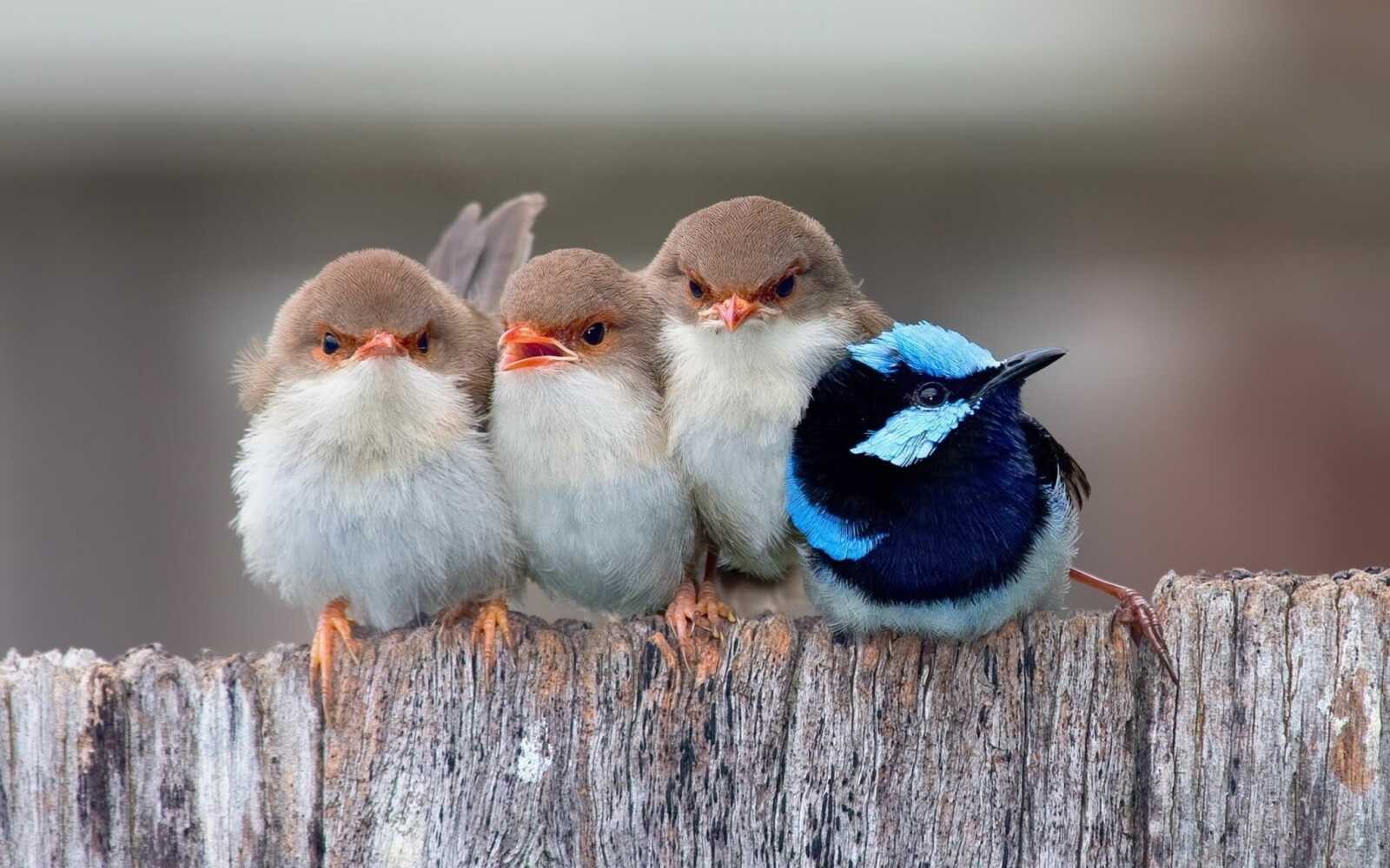 Bird Wallpapers (109 images) - WallpaperCat