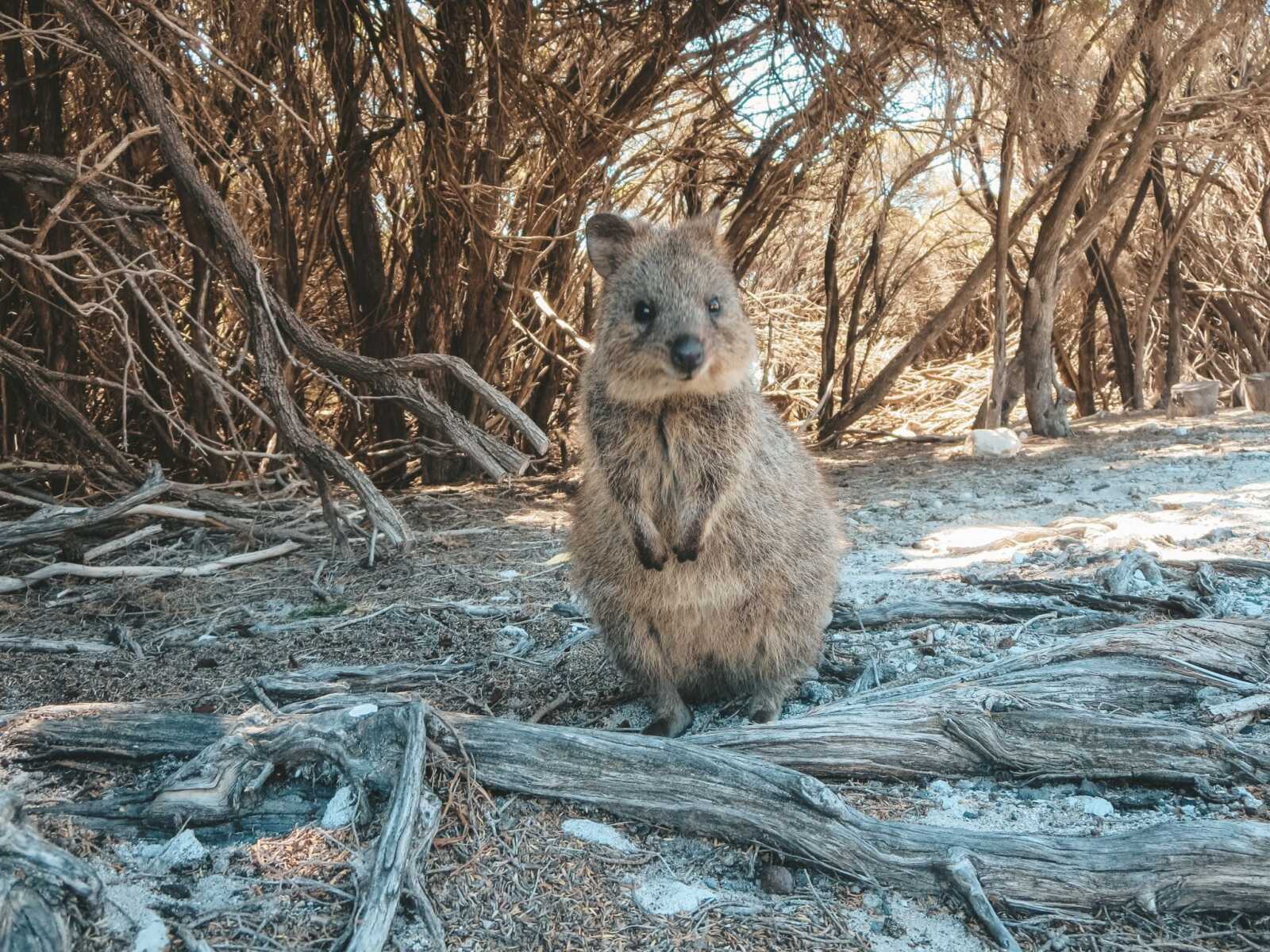Quokka Wallpapers (29 images) - WallpaperCat
