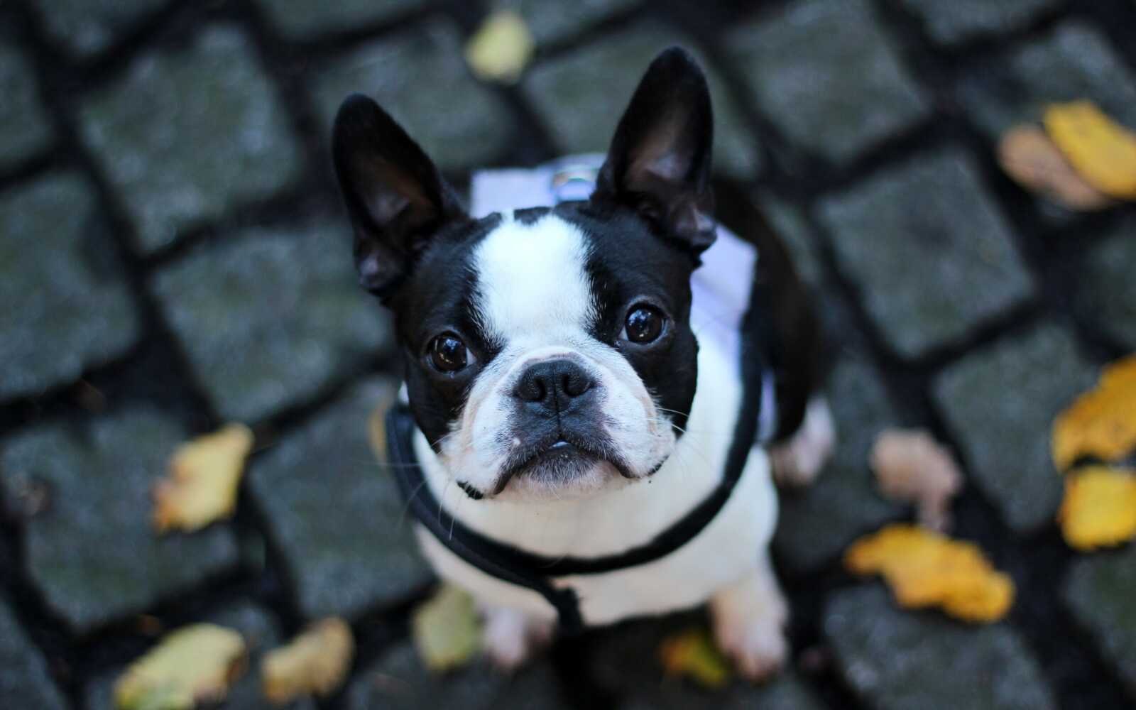 Bulldog Wallpapers (42 images) - WallpaperCat
