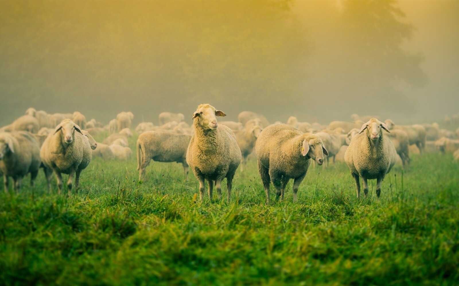 Sheep Wallpapers (54 images) - WallpaperCat