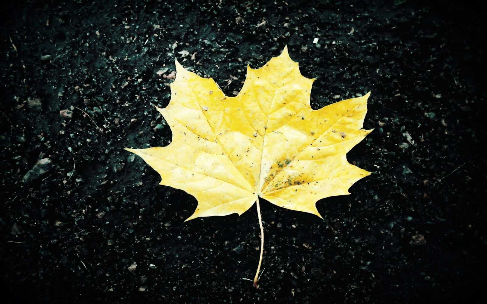 Maple Leaf Wallpapers (112 images) - WallpaperCat