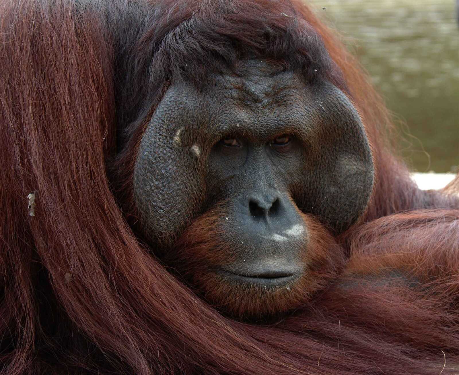 Orangutan Wallpapers (61 images) - WallpaperCat