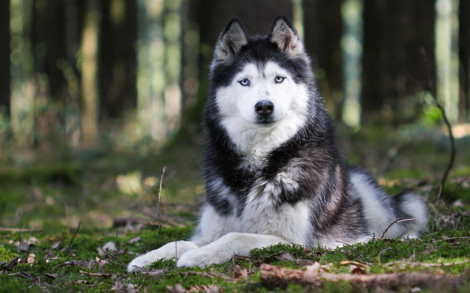 Husky Wallpapers (70 images) - WallpaperCat