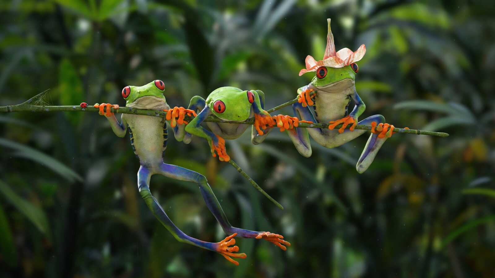 Red Eyed Tree Frog Wallpapers (63 images) - WallpaperCat