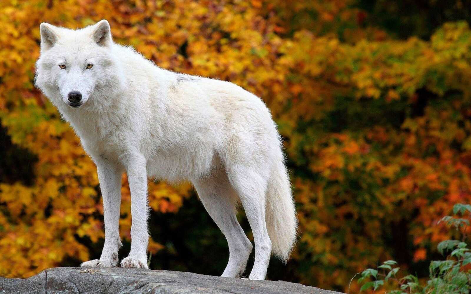 Wolf Wallpapers (122 images) - WallpaperCat